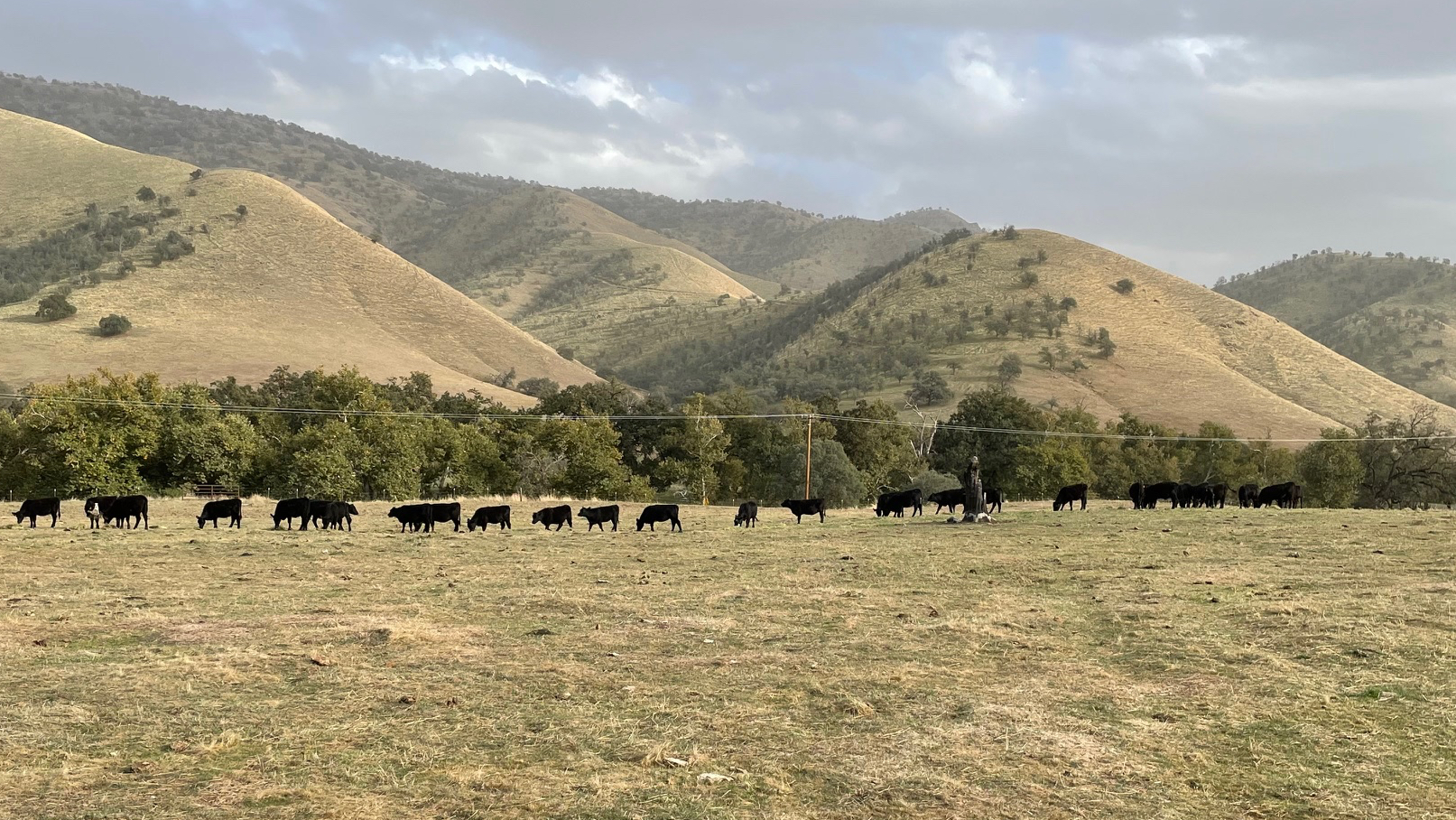 Beef | drycrikjournal