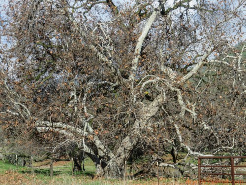 ALONG FOR THE RIDE | drycrikjournal